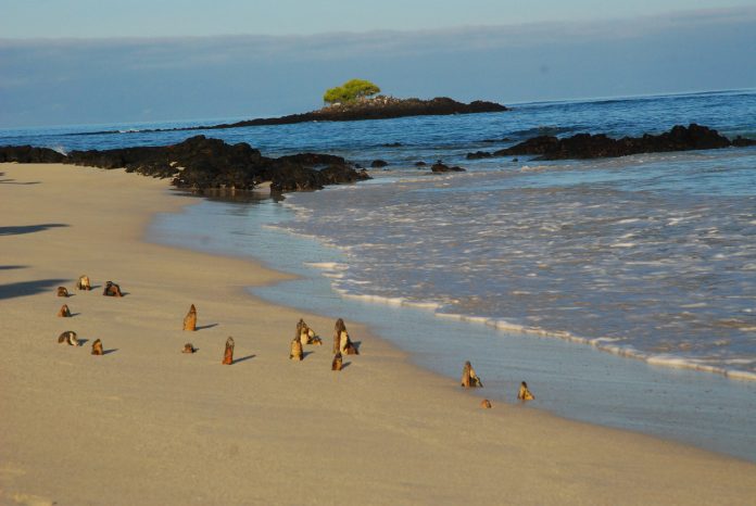 Travel Guide to Daphne Major Island, Ecuador - travel.earth