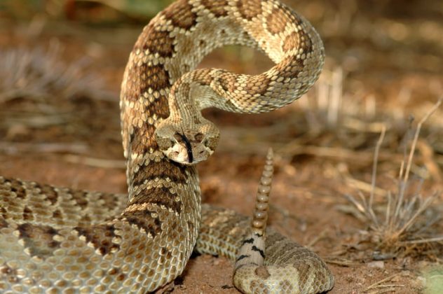 The 10 Most Venomous And Dangerous Snakes In The World