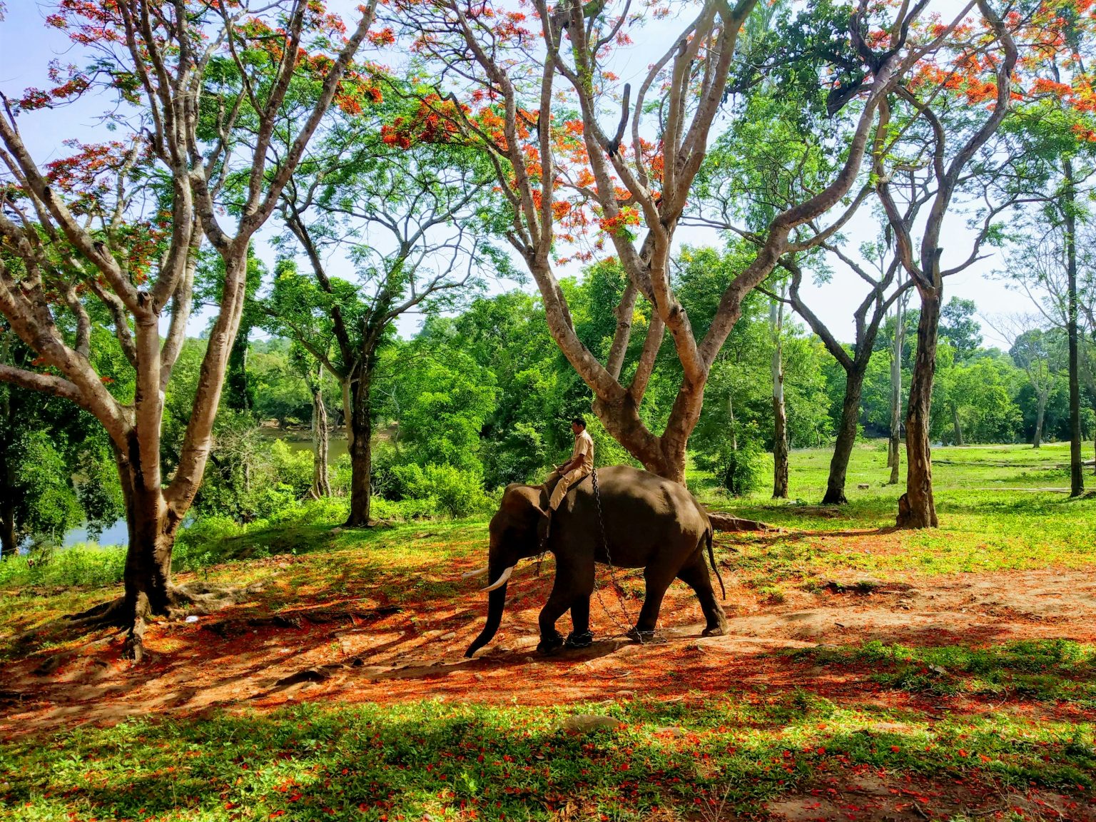 Best Time To Visit Coorg: A Heaven Within The Western Ghats