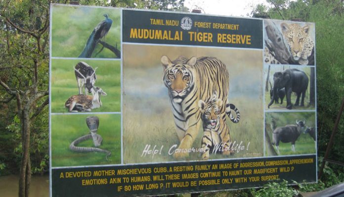 Mudumalai Tiger Reserve, A Complete Guide