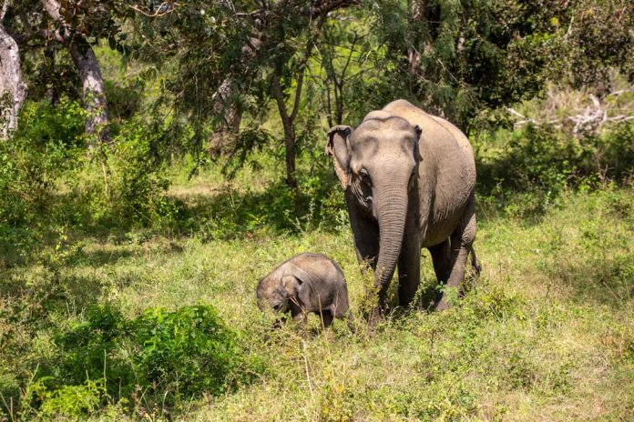 Guide to Yala National Park