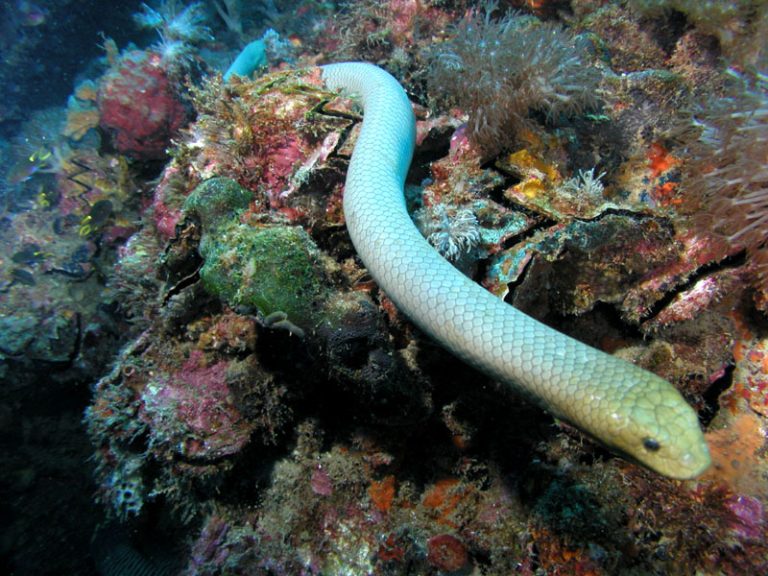 The 10 Most Venomous And Dangerous Snakes In The World