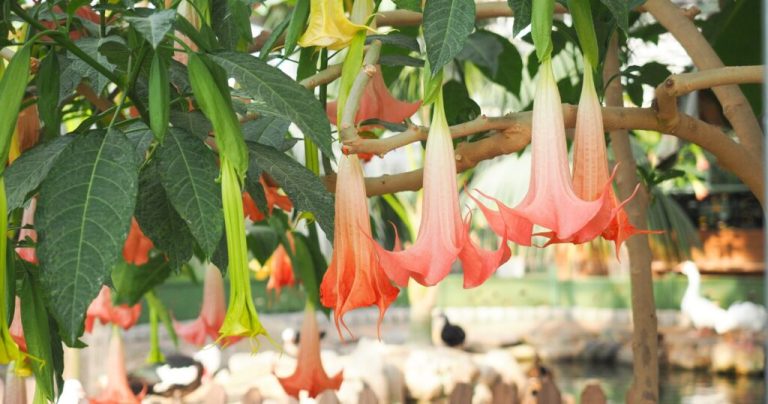 18 Rare Flowers In The World And What Makes Them So Special