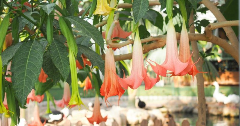 18 Rare Flowers In The World And What Makes Them So Special