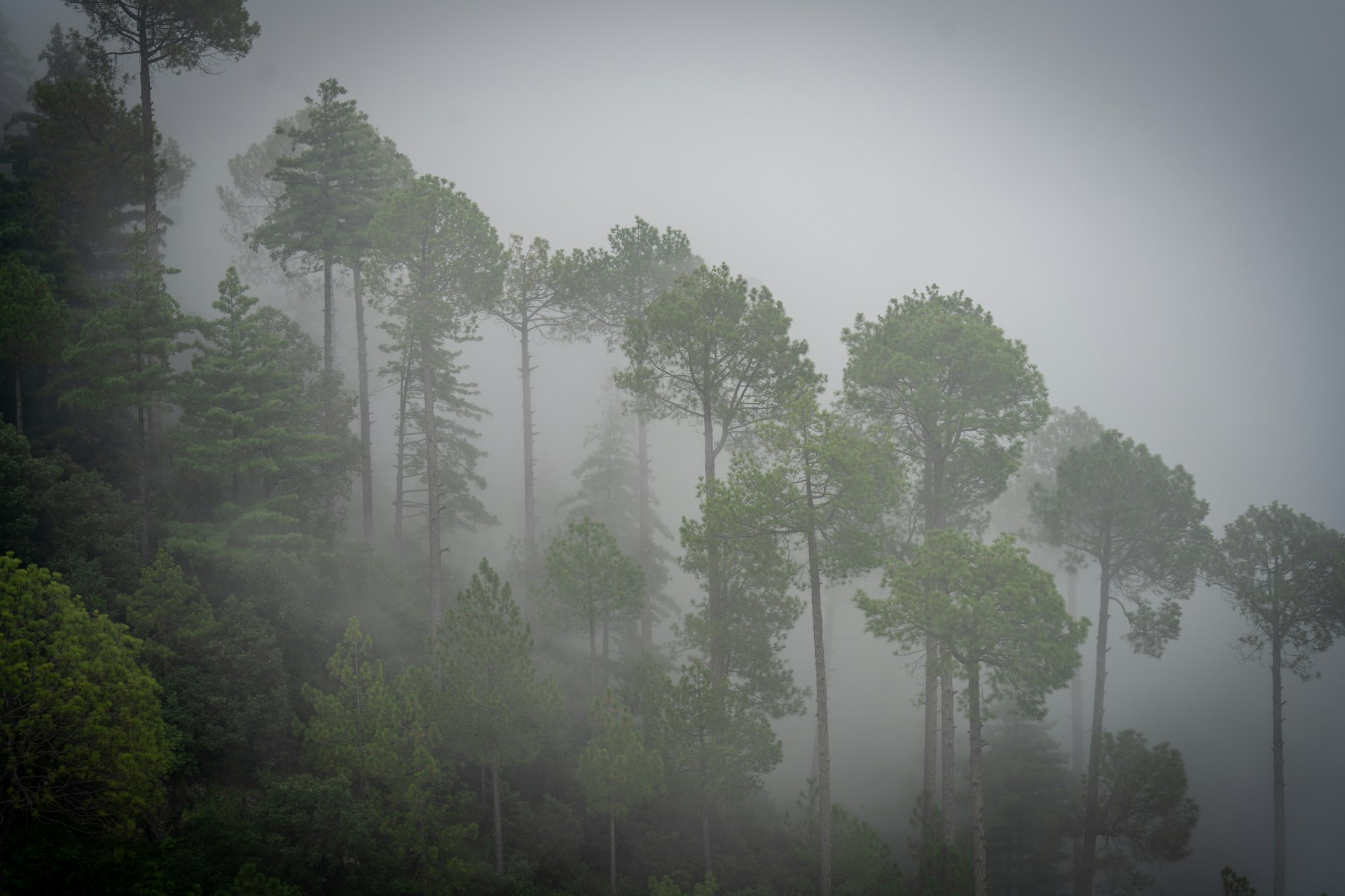 20 Thrilling Things To Do In Kodaikanal