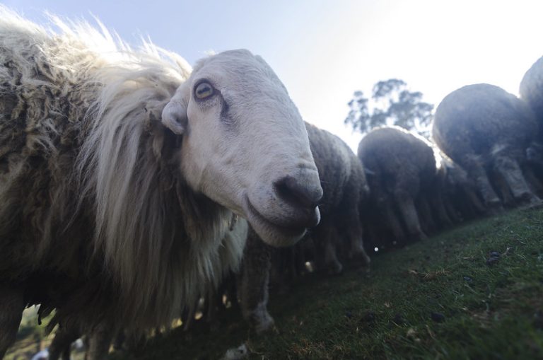 20 Thrilling Things To Do In Kodaikanal