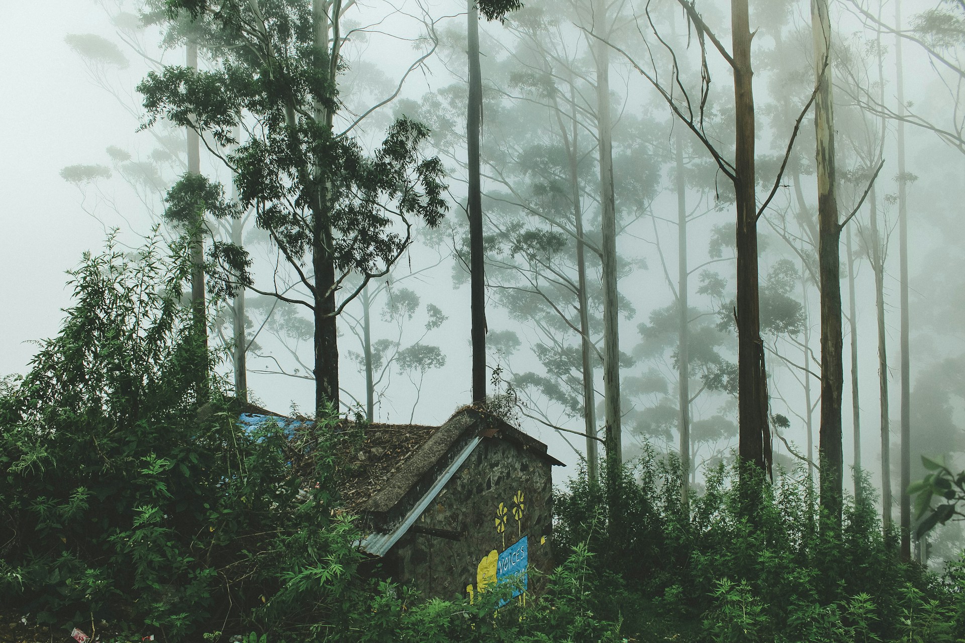 Best Time To Visit Kodaikanal: A Season By Season Guide