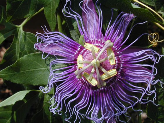 18 Rare Flowers In The World And What Makes Them So Special