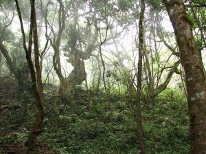 A Complete Guide To Guna Caves Kodaikanal