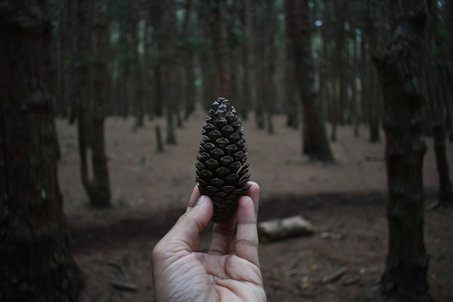 Pine Forest Kodaikanal: All That You Need To Know