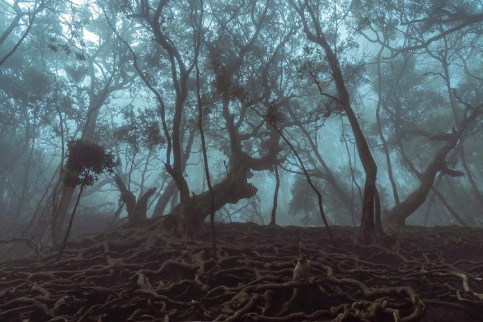 A Complete Guide To Guna Caves Kodaikanal