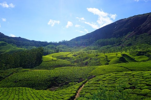 Discover The Best Time To Visit Munnar With Our Seasonal Guide