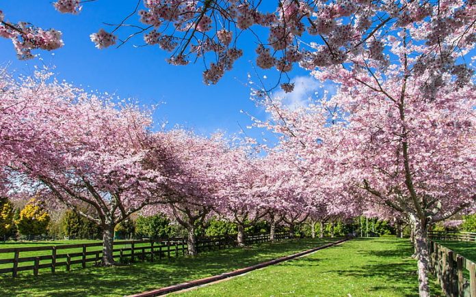 Cherry Blossoms From Around The World