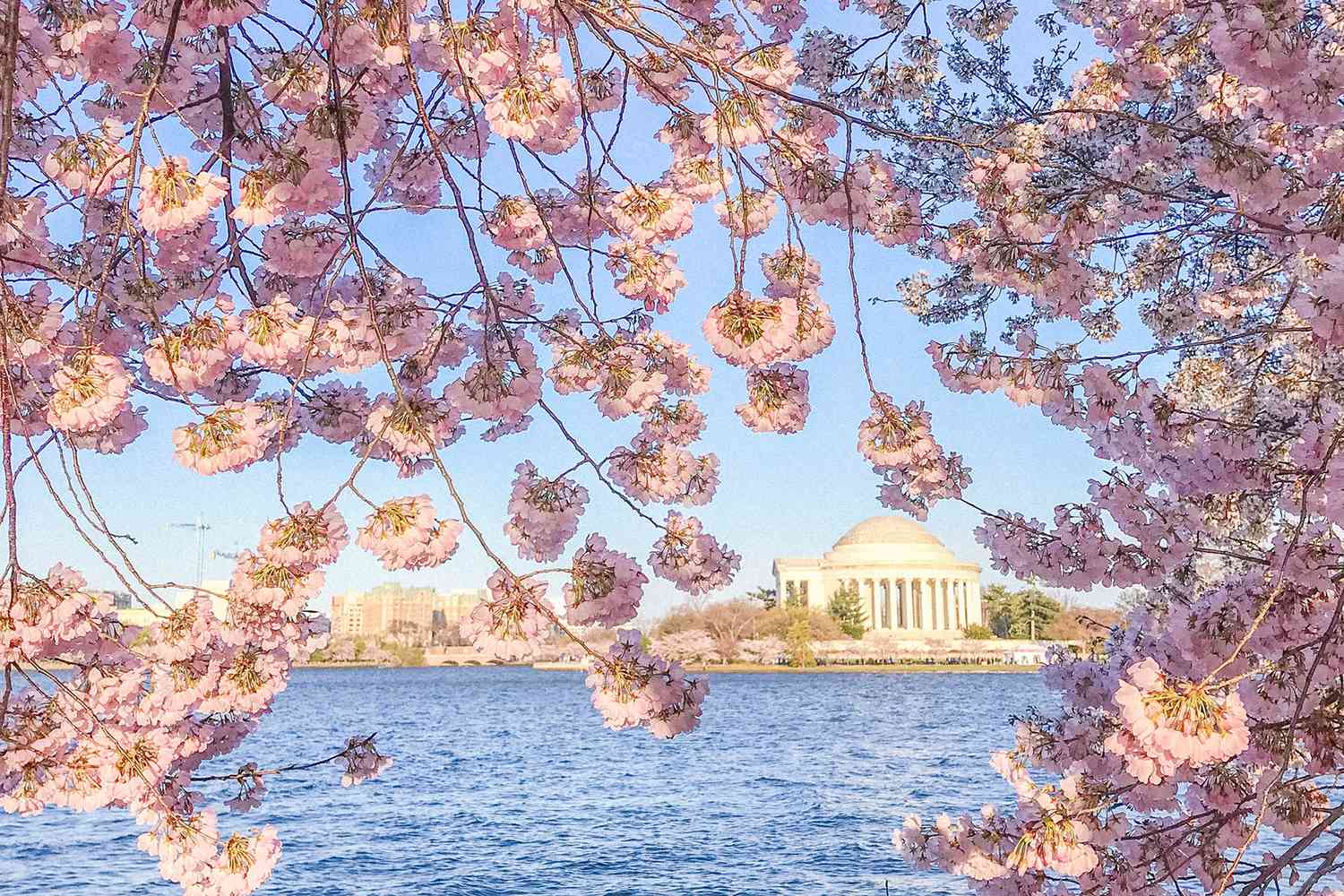 Cherry Blossoms From Around The World