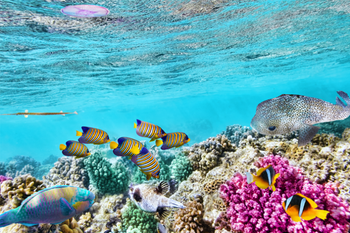 All You Need To Know About The Great Barrier Reef Of Australia